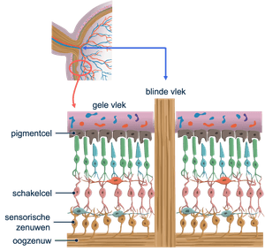 Bouw en werking oog | Biologie | Uitlegvideo en oefenopgaven