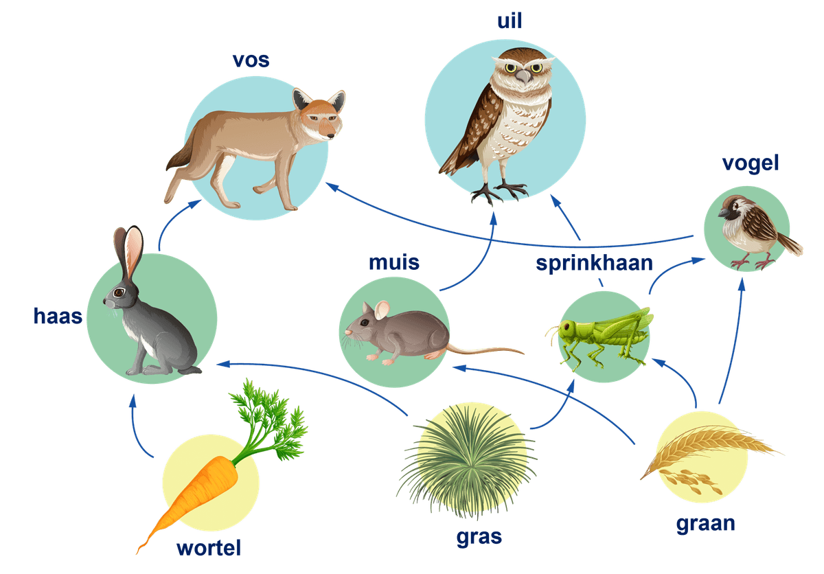 Wat is symbiose? | Biologie