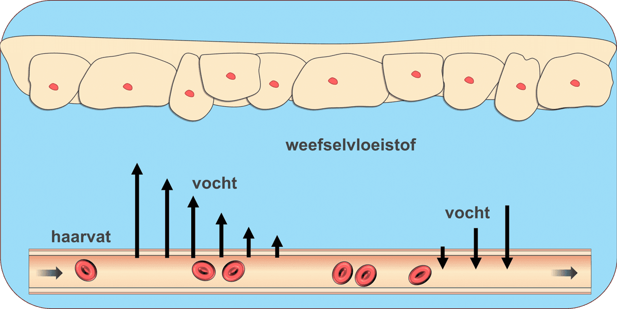 Hoe werkt bloedstolling? | Biologie | Uitleg en Oefeningen