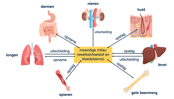Wat doet de lever? | Functies en belang van de lever