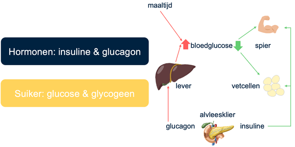 Wat is het immuunsysteem en hoe werkt het? | Biologie