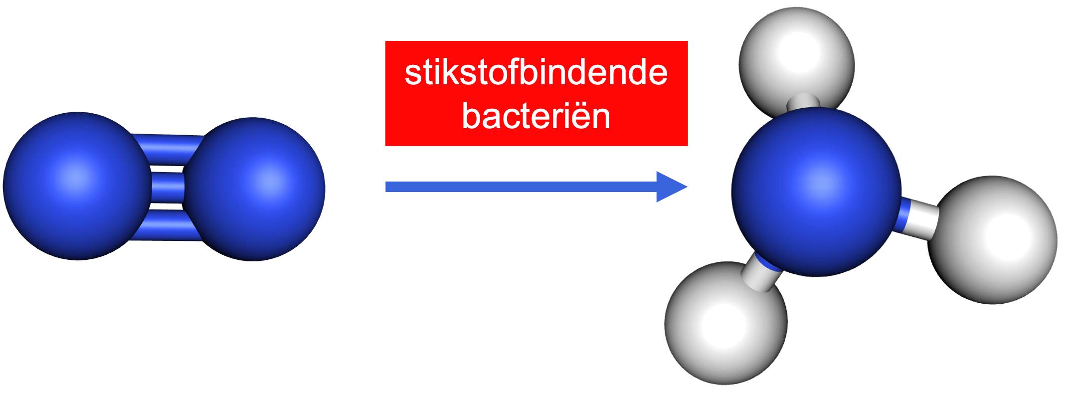 Stikstofkringloop | Biologie | Uitlegvideo en oefenopgaven