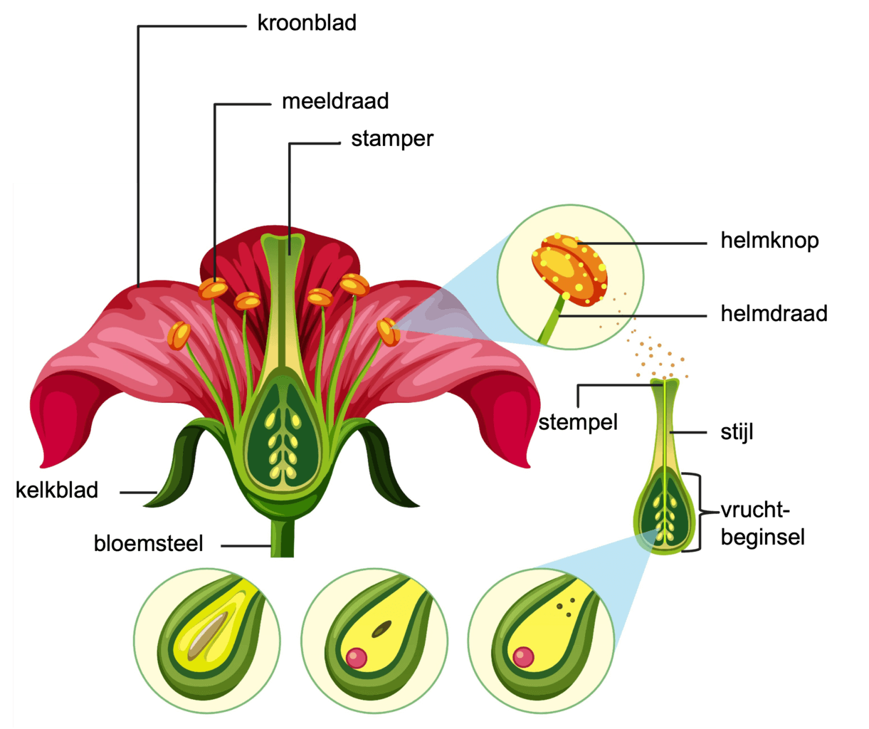 Voortplanting bij planten