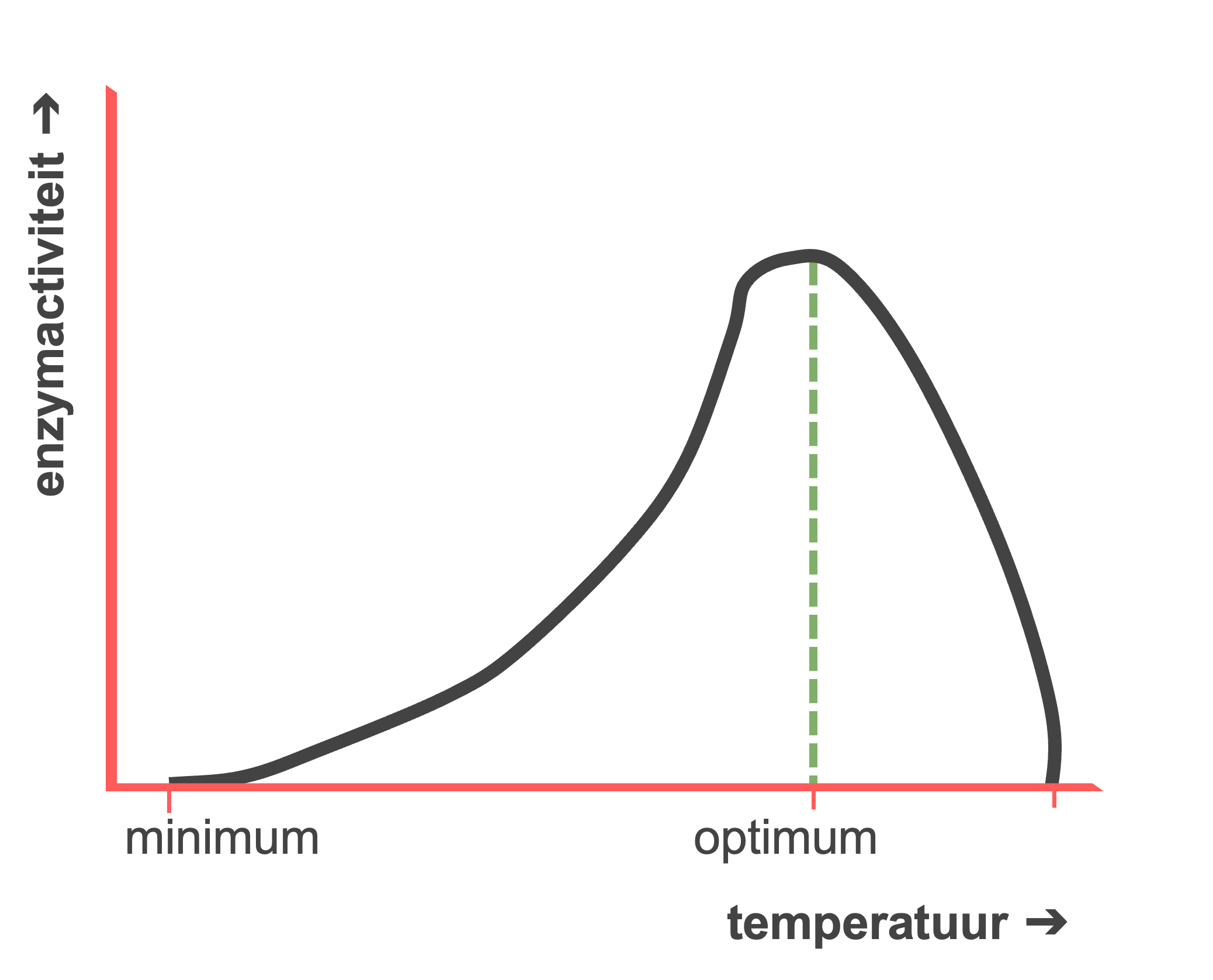 Enzymen | Biologie | Uitlegvideo en oefenopgaven