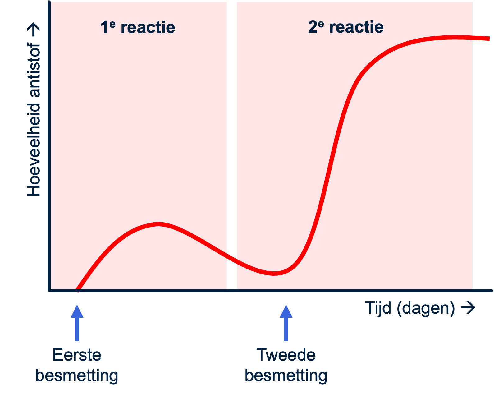 Immuniteit | Biologie | Uitlegvideo en oefenopgaven