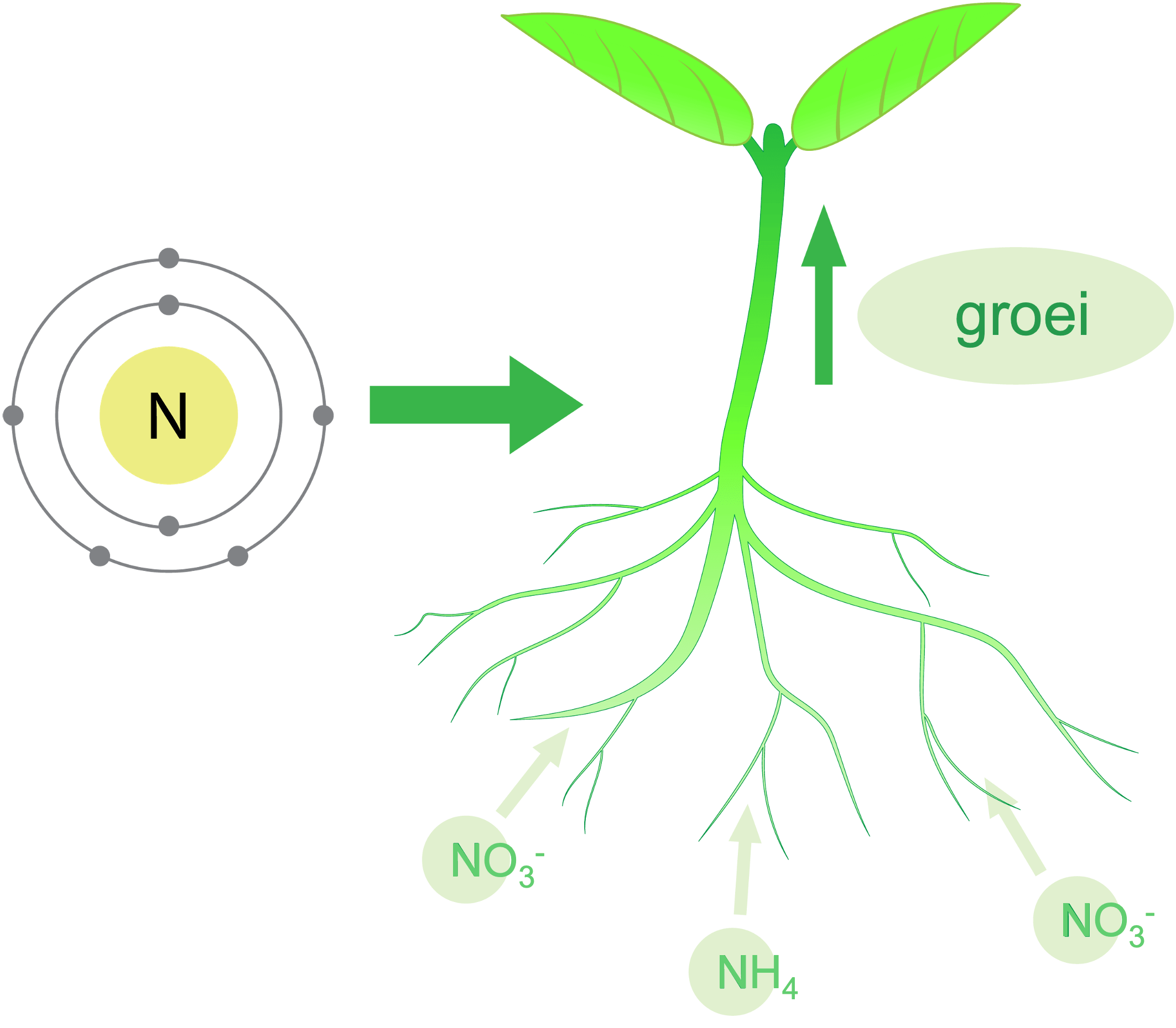 Stikstofkringloop | Biologie | Uitlegvideo en oefenopgaven