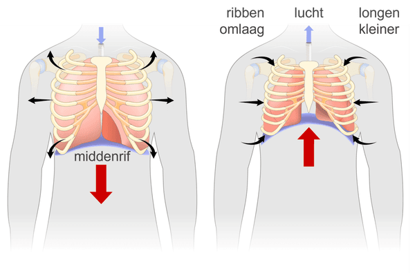 Hoe werkt het ademhalingsstelsel? | Biologie | Uitleg