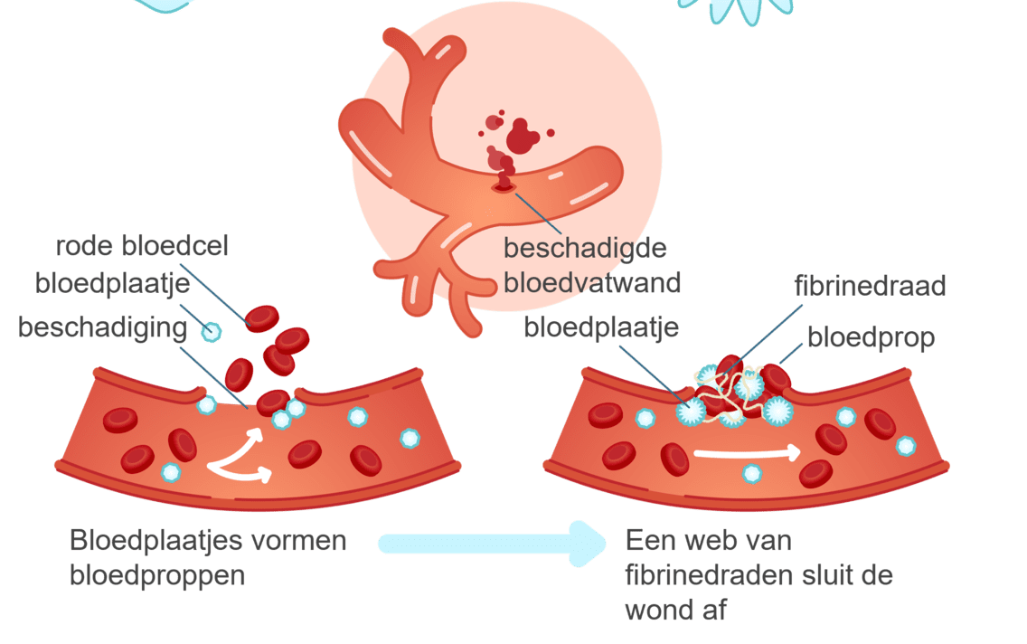 Hoe werkt bloedstolling? | Biologie | Uitleg en Oefeningen
