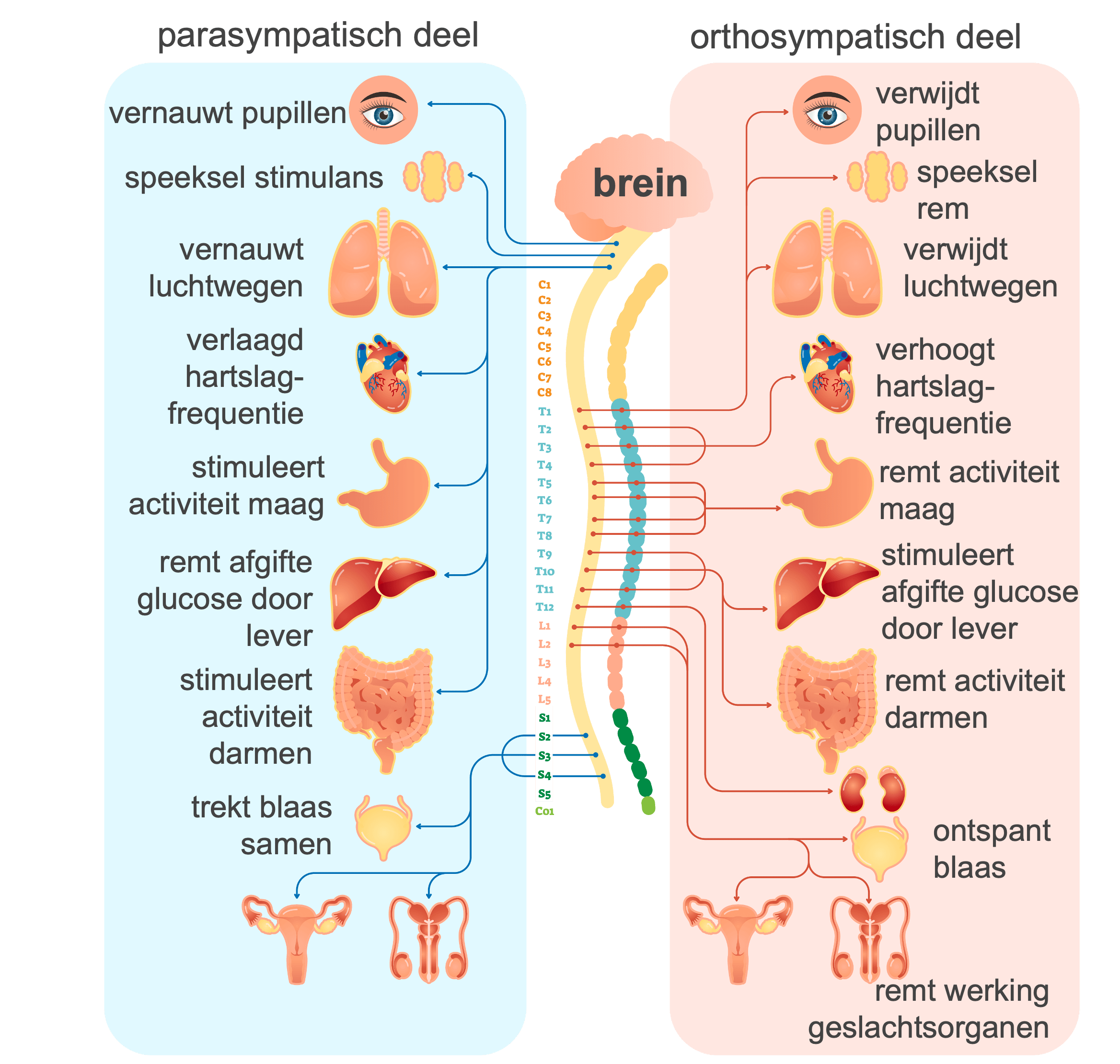 Het zenuwstelsel | Biologie | Uitlegvideo en oefenopgaven