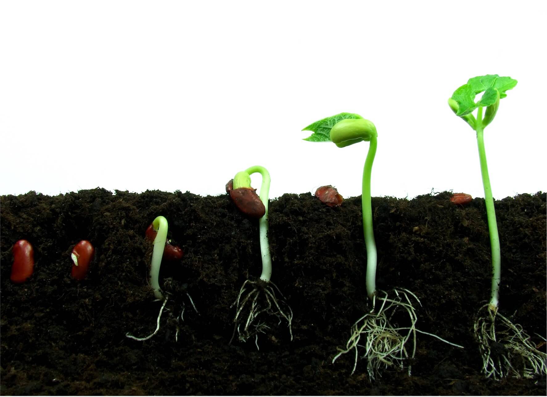 Hoofdstuk 1 Planten en dieren 2 Groei en ontwikkeling Biologie voor jou ...