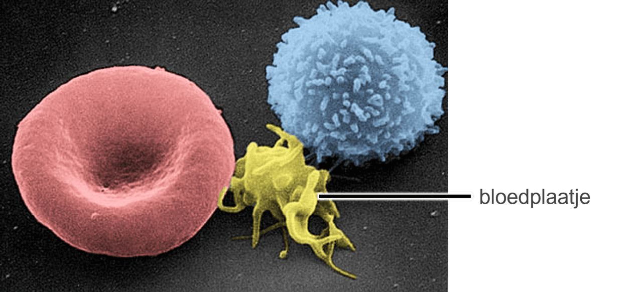 Hoe werkt bloedstolling? | Biologie | Uitleg en Oefeningen