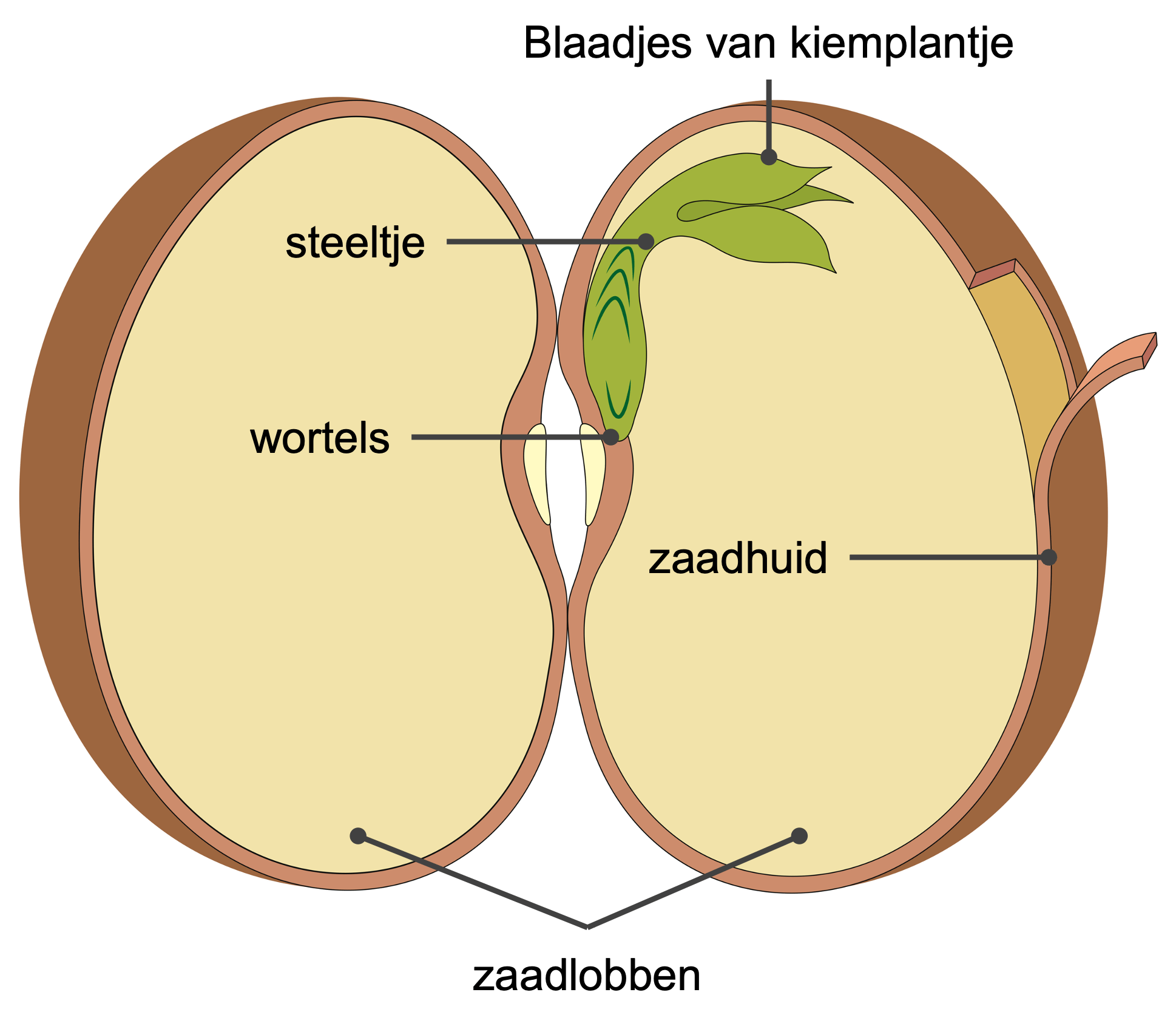 Hoofdstuk 1 Planten en dieren 2 Groei en ontwikkeling Biologie voor jou ...