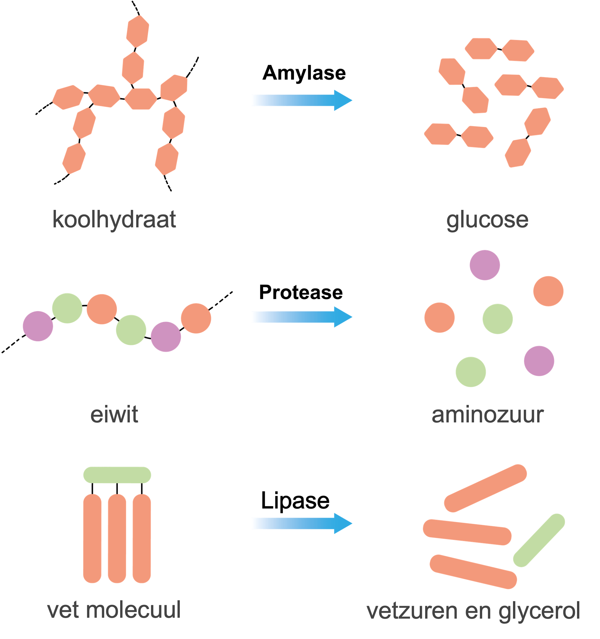 Enzymen | Biologie | Uitlegvideo en oefenopgaven