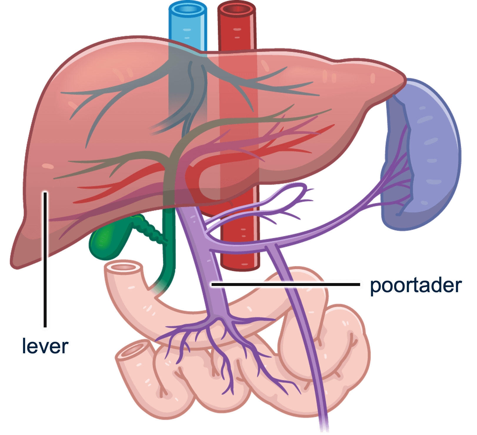 De lever | Biologie | Uitlegvideo en oefenopgaven