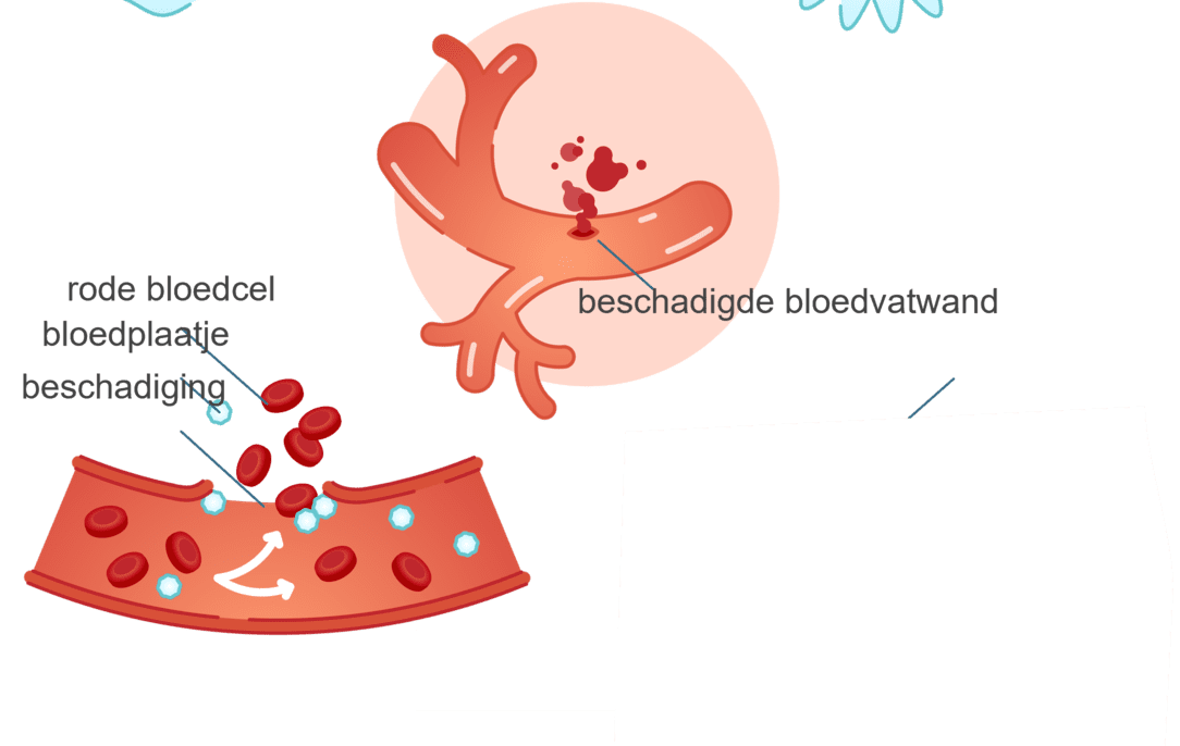 Hoe werkt bloedstolling? | Biologie | Uitleg en Oefeningen