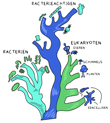 Ordenen van organismen | Biologie | JoJoschool