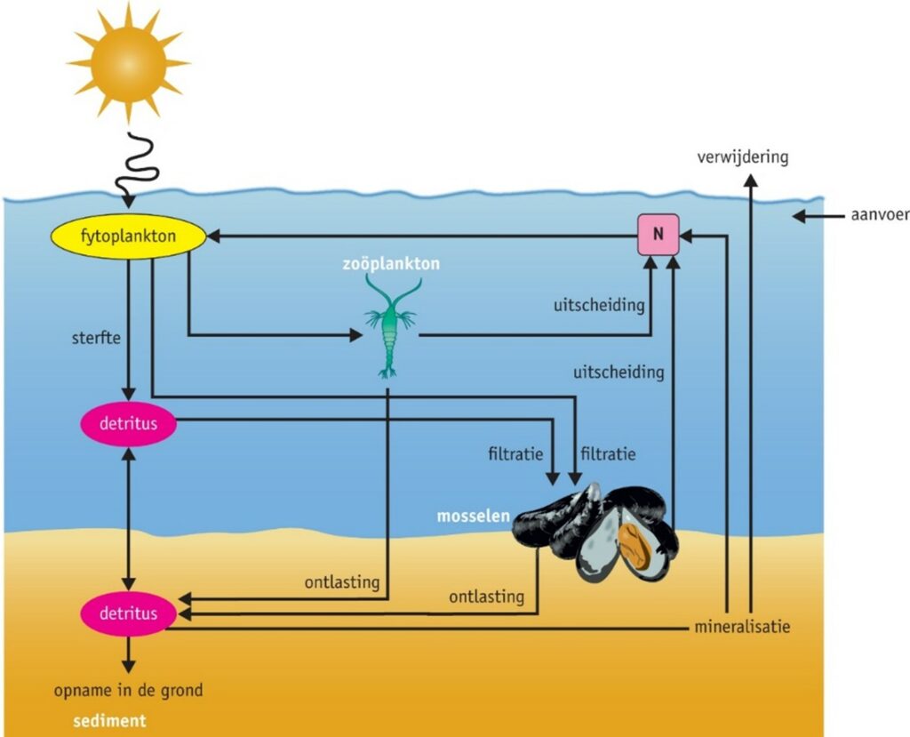 Stikstofkringloop | Biologie | Uitlegvideo en oefenopgaven